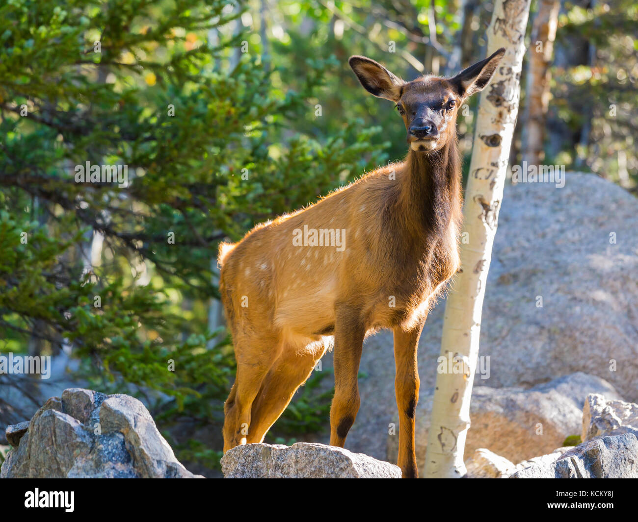 Young Elk in Rocky Mountain National Park Colorado Stock Photo - Alamy