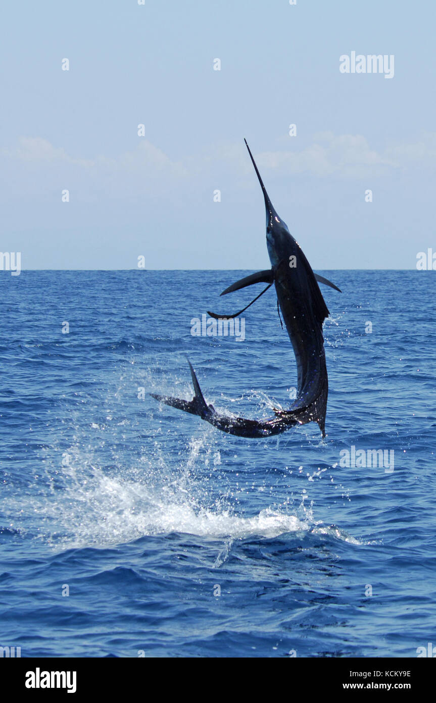 A jumping sailfish caught while deep sea fishing near Los Suenos Costa ...