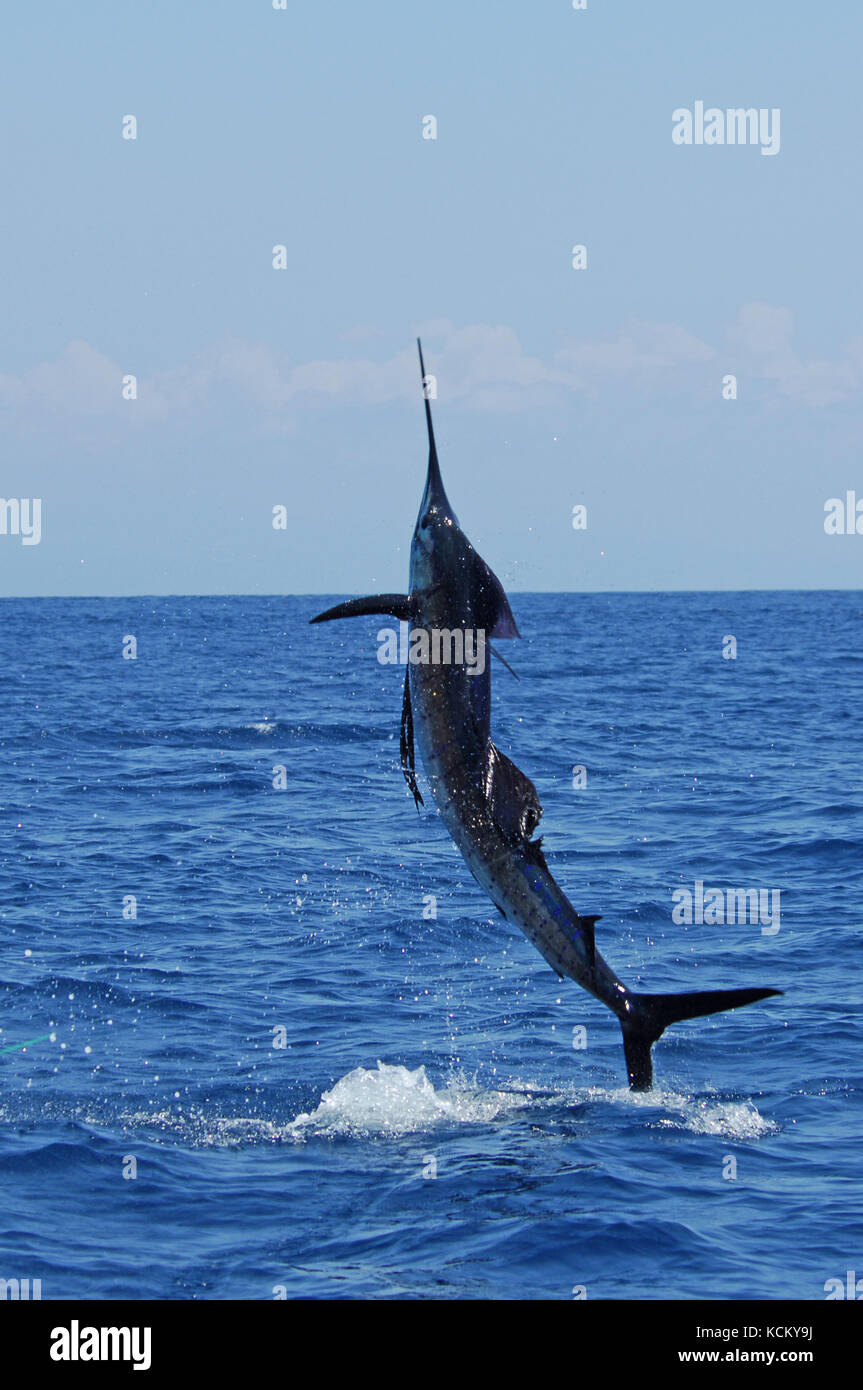 Billfish caught hi-res stock photography and images - Alamy