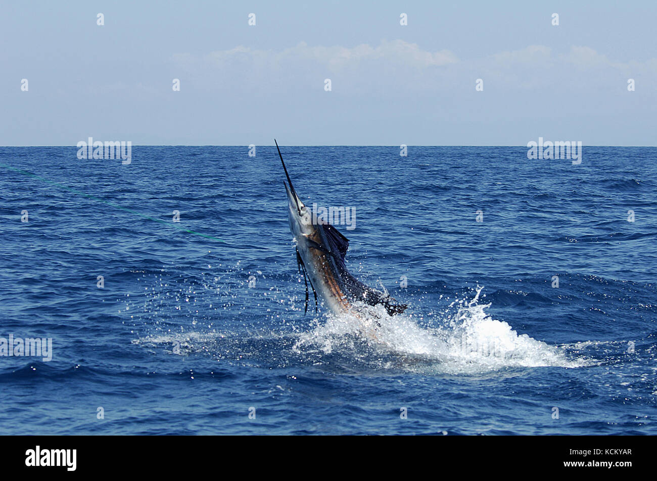 A jumping sailfish caught while deep sea fishing near Los Suenos Costa ...
