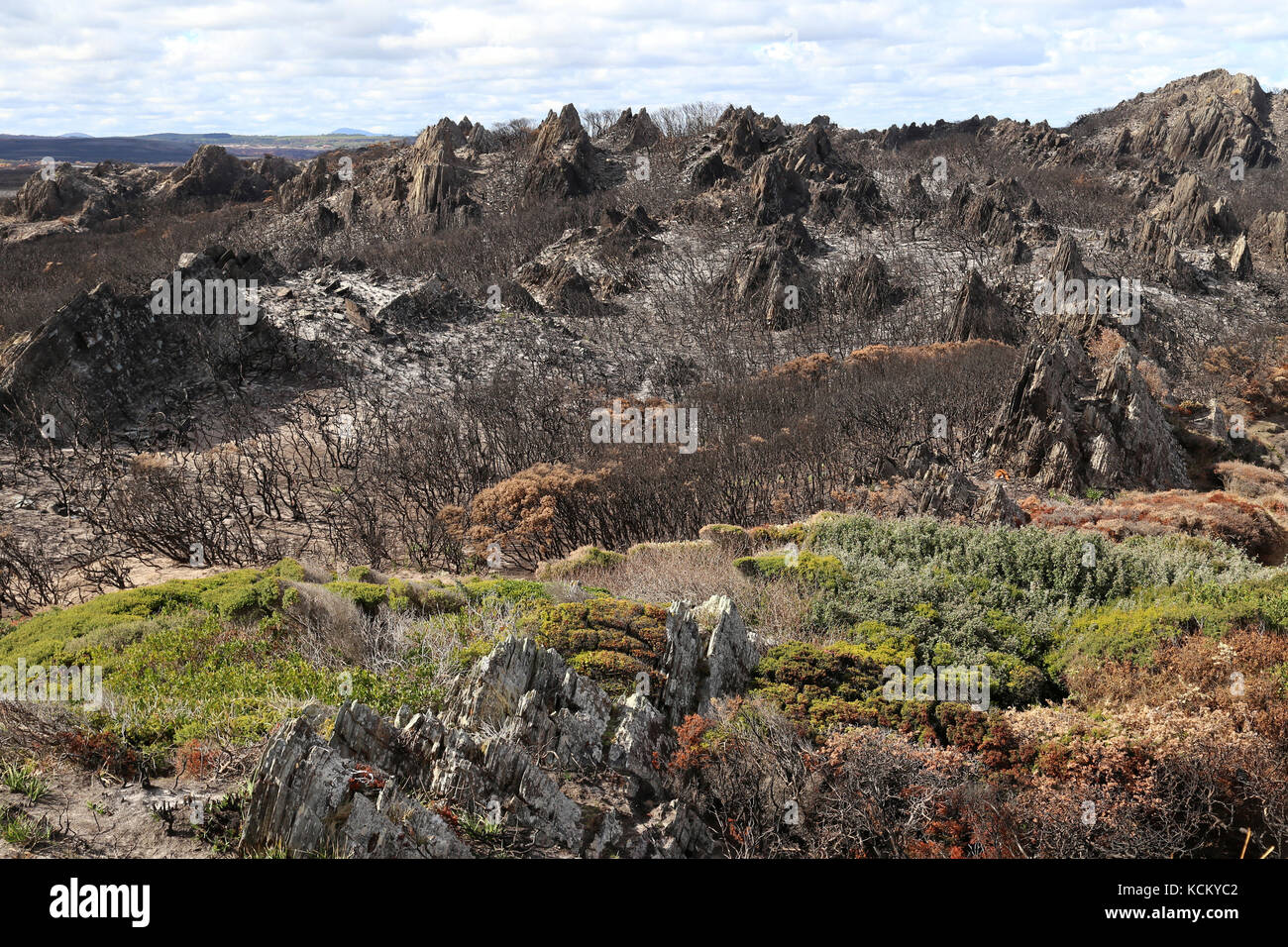 Burnt coastal heathland around Sarah Anne Rocks. Arthur Pieman ...
