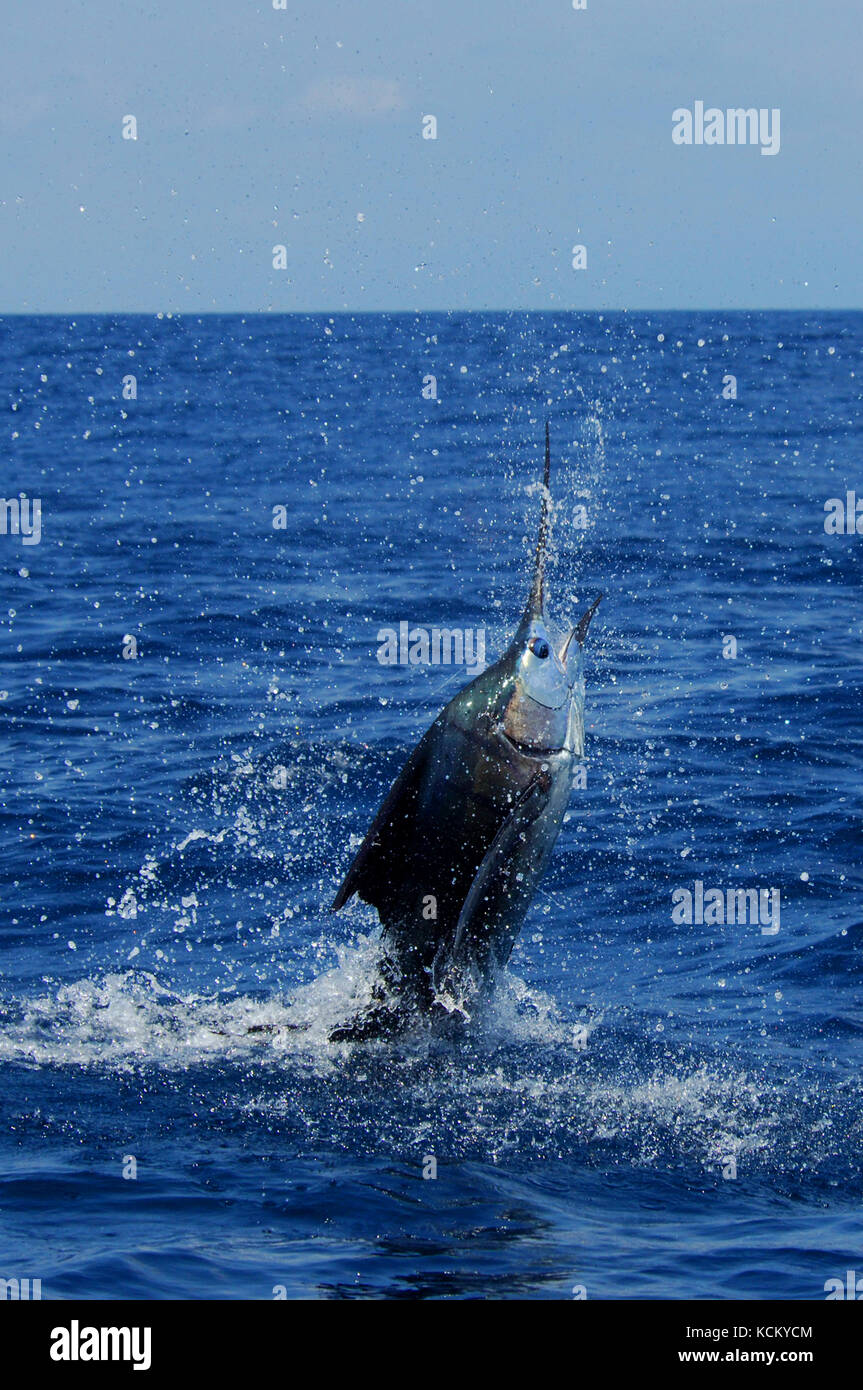 A jumping sailfish caught while deep sea fishing near Los Suenos Costa ...