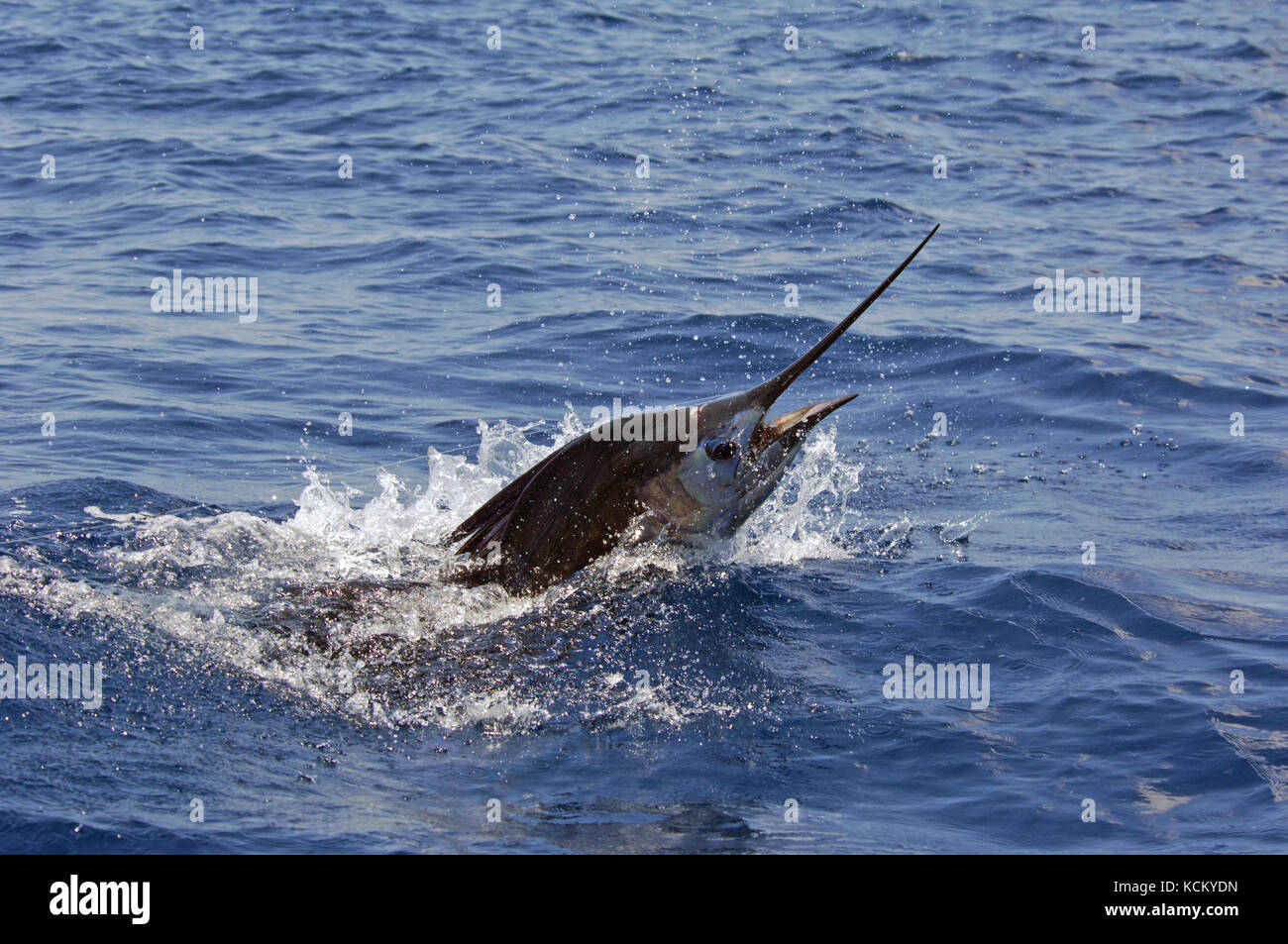 Sailfish jumping hi-res stock photography and images - Alamy