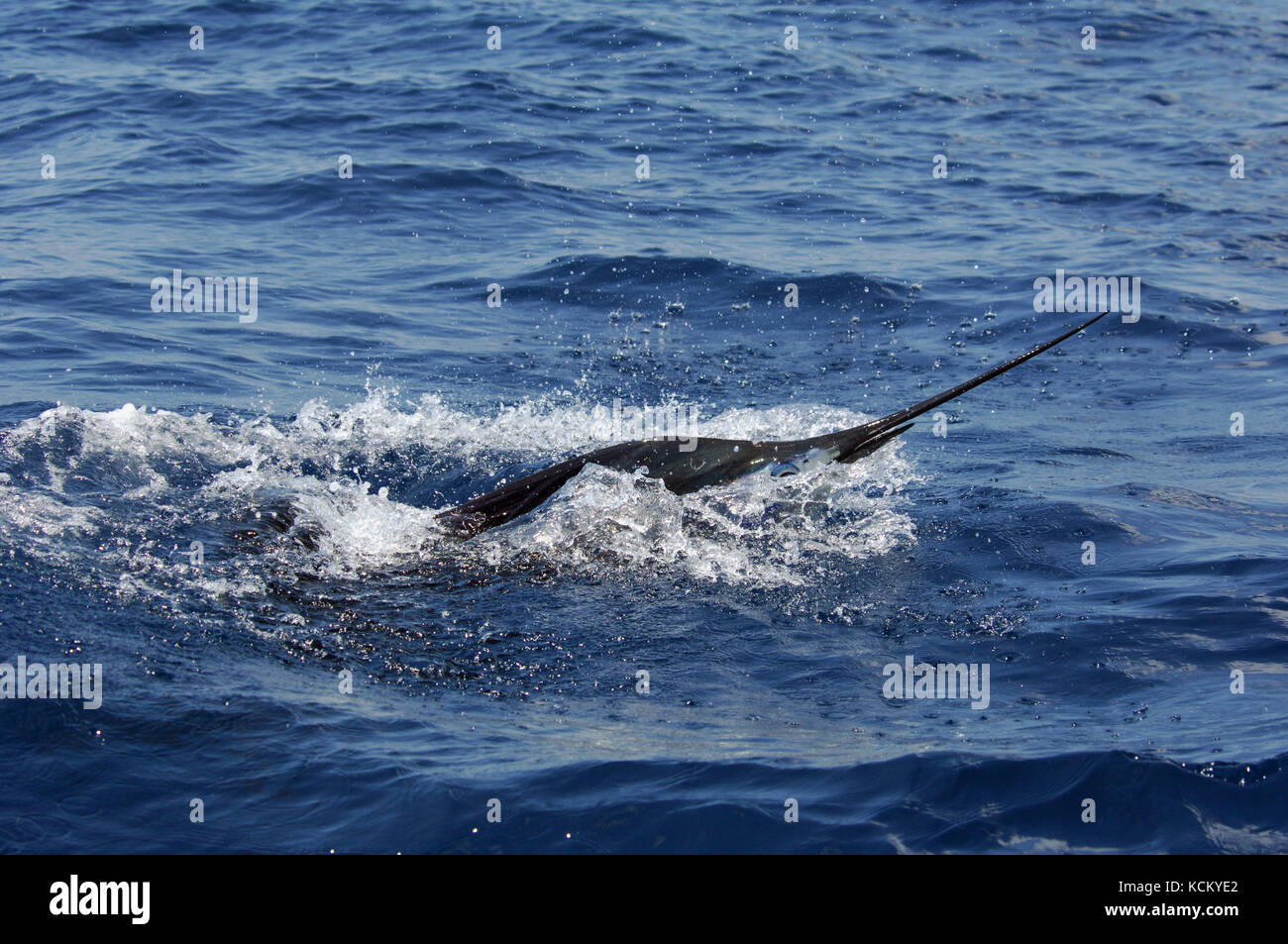 A jumping sailfish caught while deep sea fishing near Los Suenos Costa ...