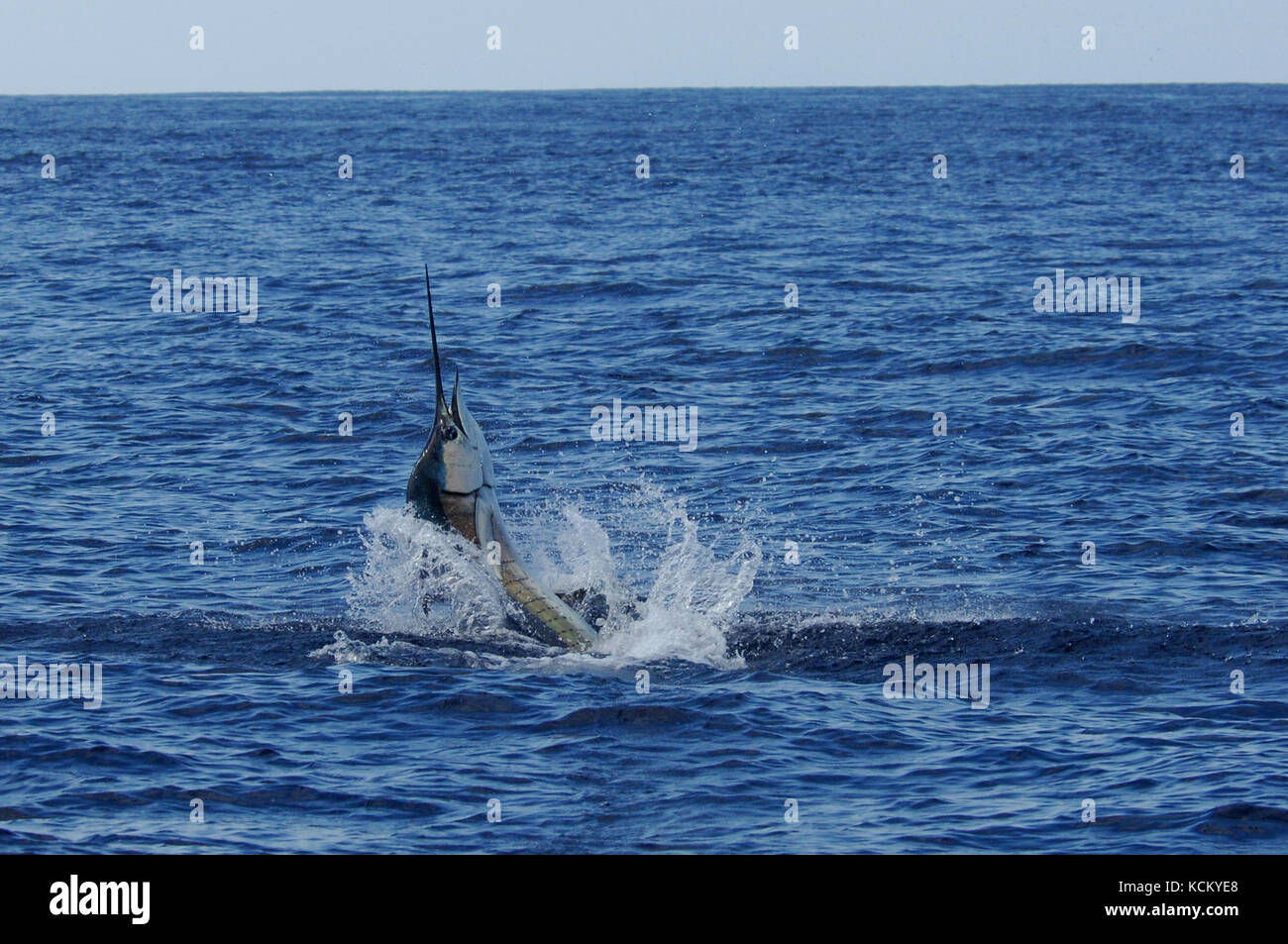A jumping sailfish caught while deep sea fishing near Los Suenos Costa ...
