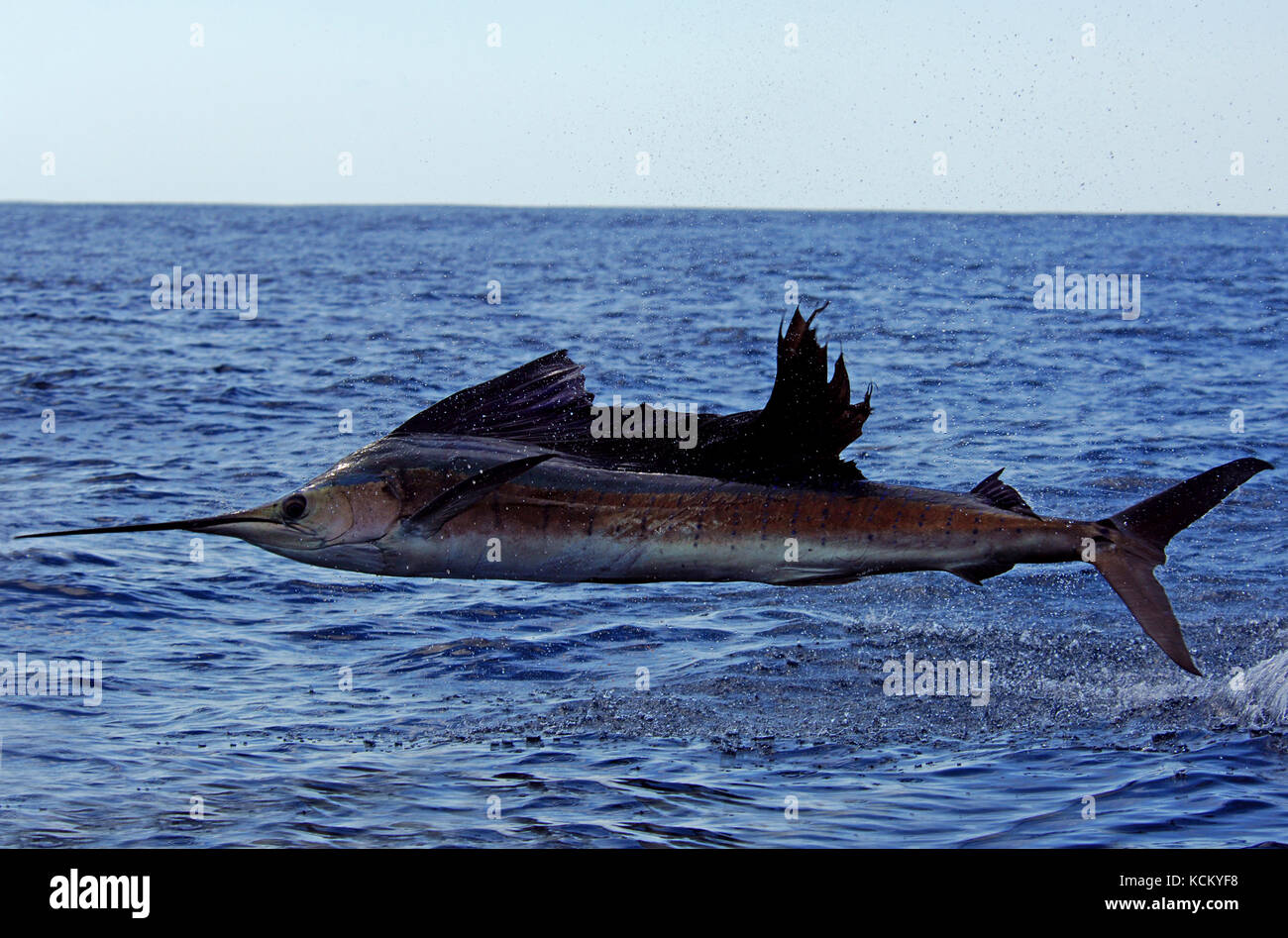 A jumping sailfish caught while deep sea fishing near Los Suenos Costa ...