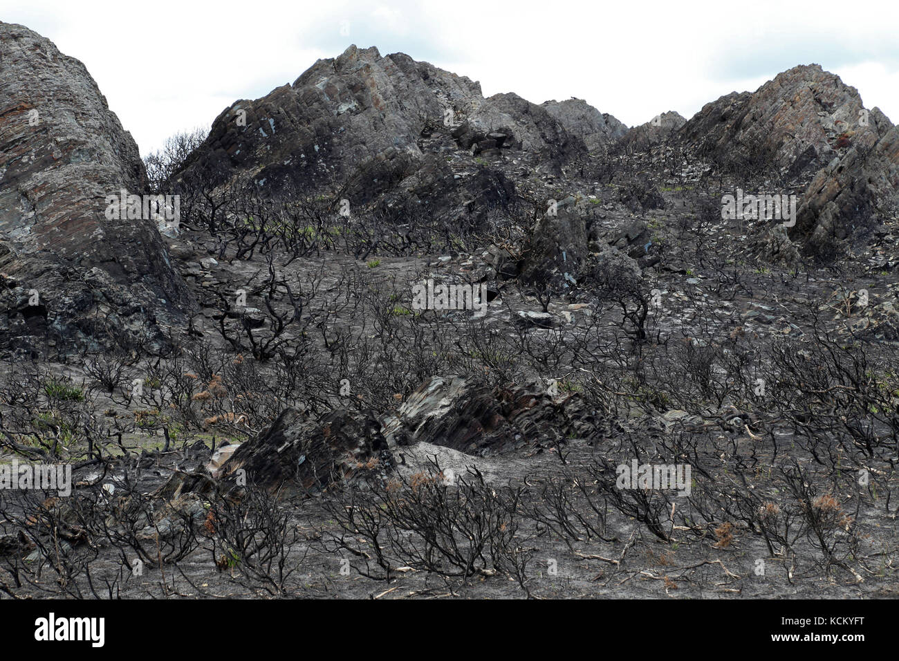 Burnt coastal heathland at Sarah Anne Rocks. Arthur Pieman Conservation ...