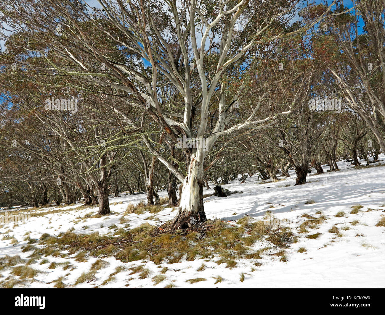 Snow gum hi-res stock photography and images - Alamy