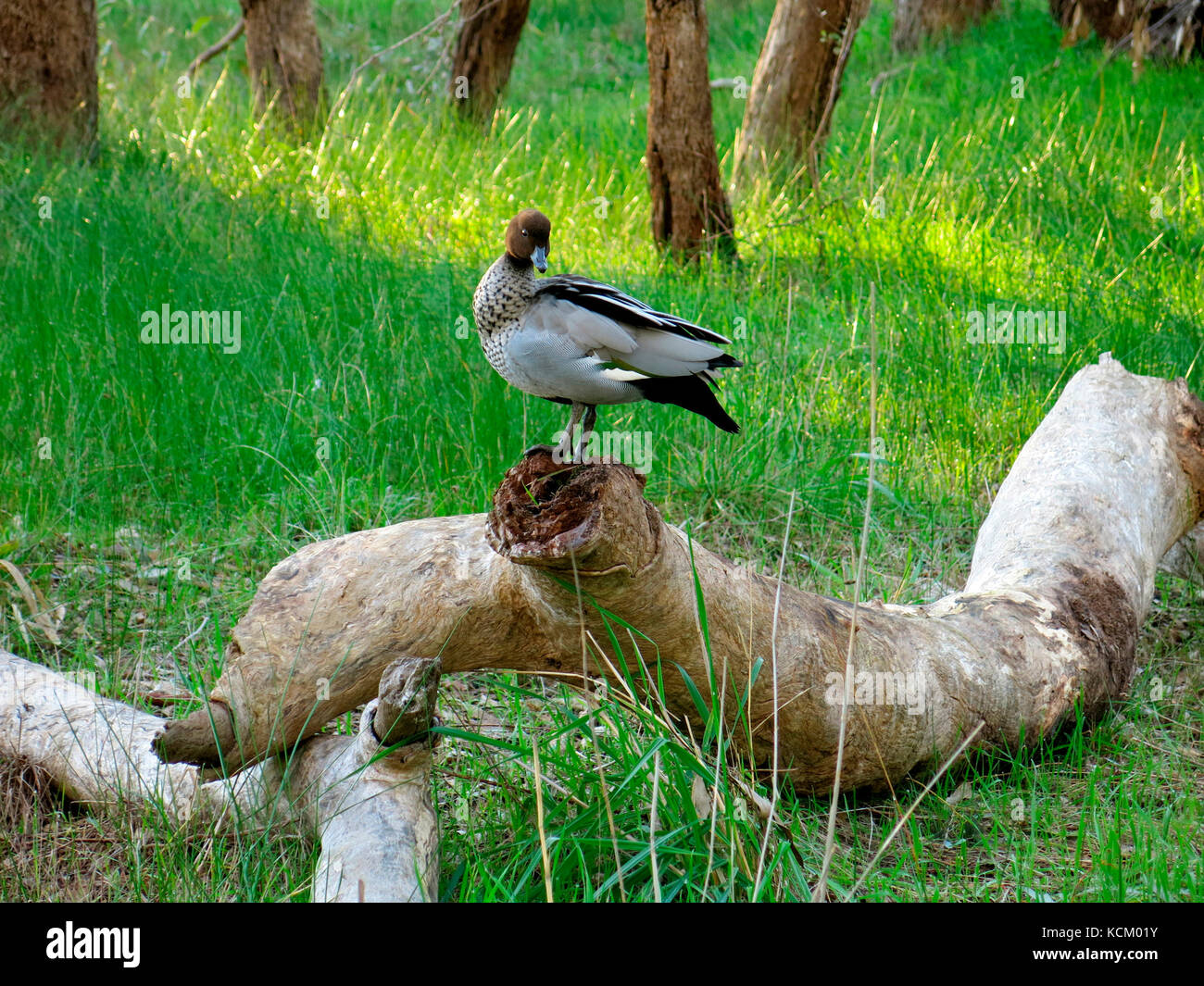 Australian wood duck hi-res stock photography and images - Alamy