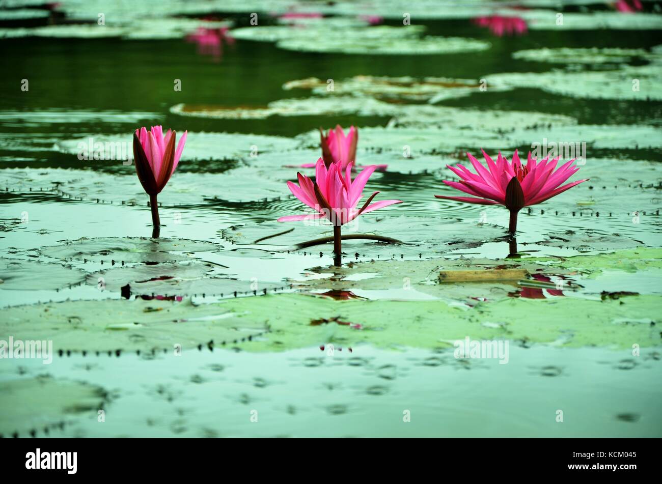 Bunga tulips hi-res stock photography and images - Alamy