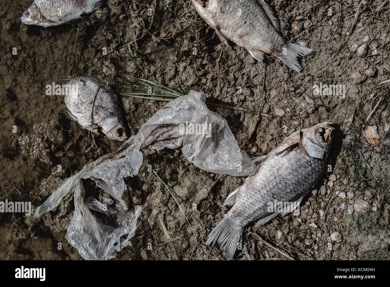 Death fish and waste water hi-res stock photography and images - Alamy