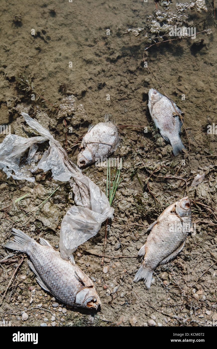 Dead fish on the pond Stock Photo - Alamy