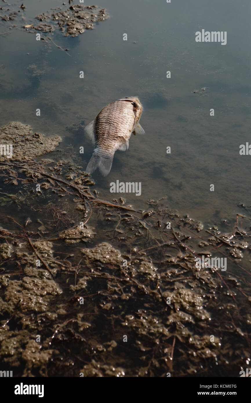 Chemical pollution water dead hi-res stock photography and images - Alamy
