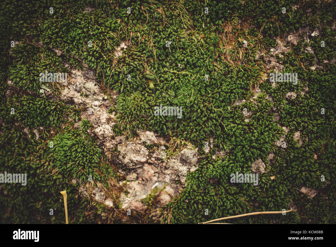 green moss background texture Stock Photo - Alamy