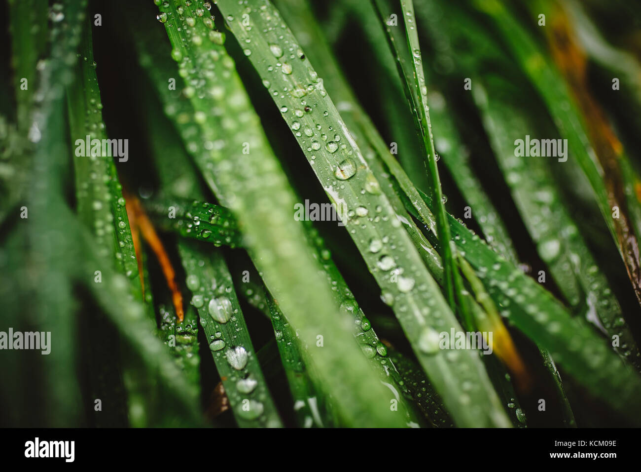 Thick water drops hi-res stock photography and images - Alamy