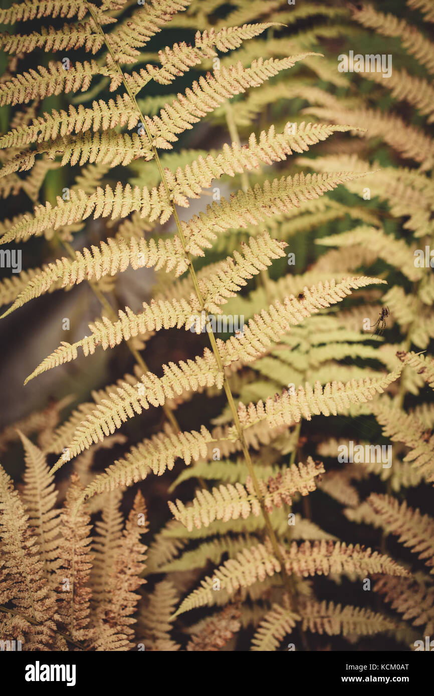 Yellow fern leaf Stock Photo - Alamy