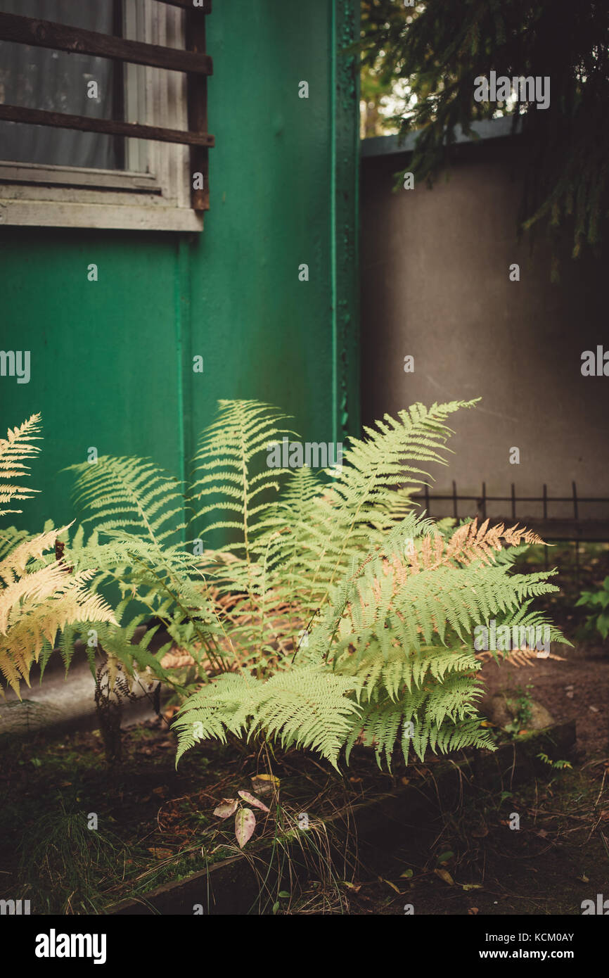 Bed of fern leaves hi-res stock photography and images - Alamy