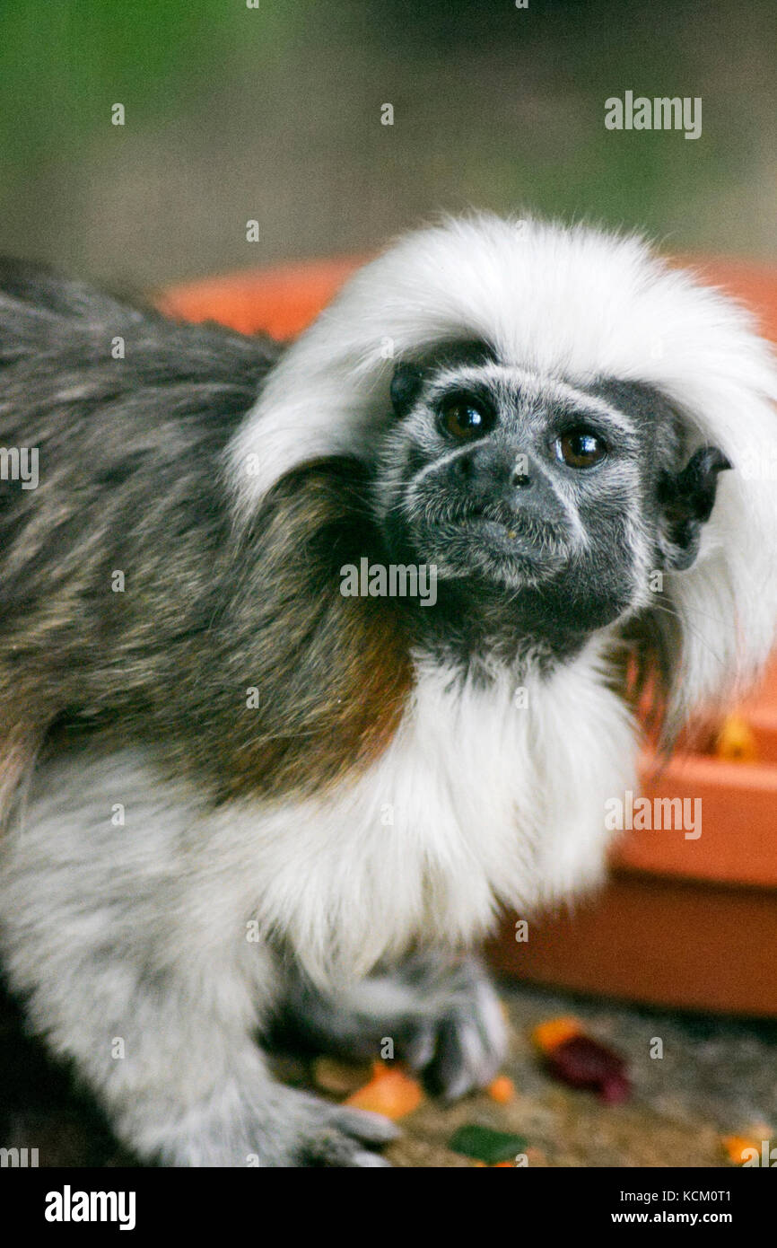 Portrait of a small monkey Stock Photo - Alamy