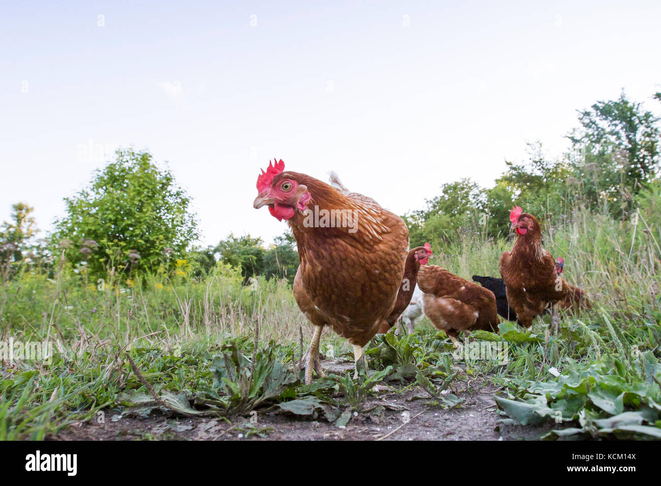 free range chicken wide angle view Stock Photo - Alamy