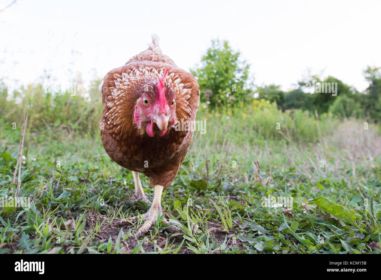 free range chicken wide angle view Stock Photo - Alamy