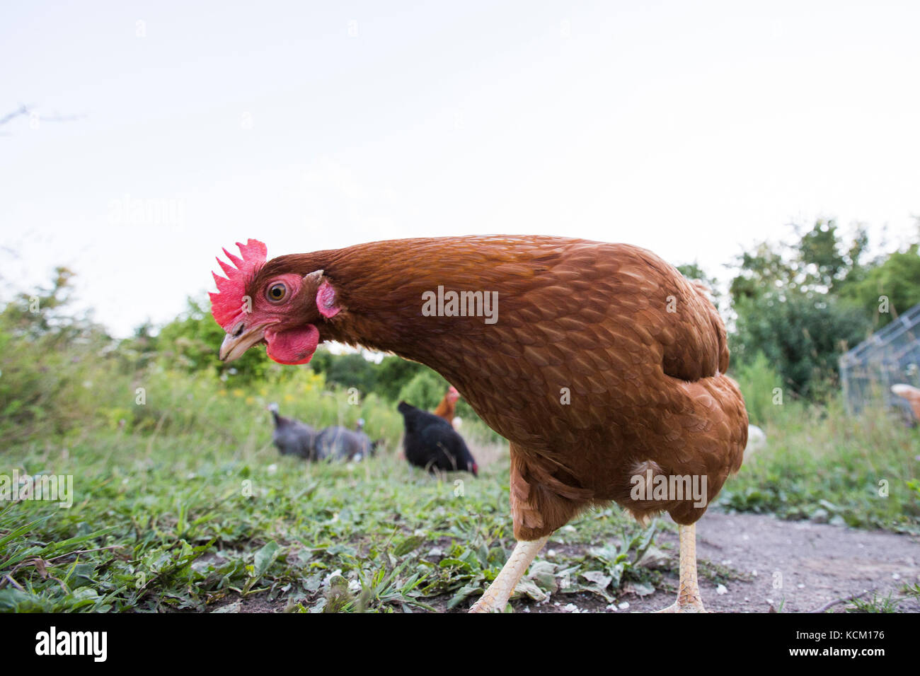 free range chicken wide angle view Stock Photo - Alamy