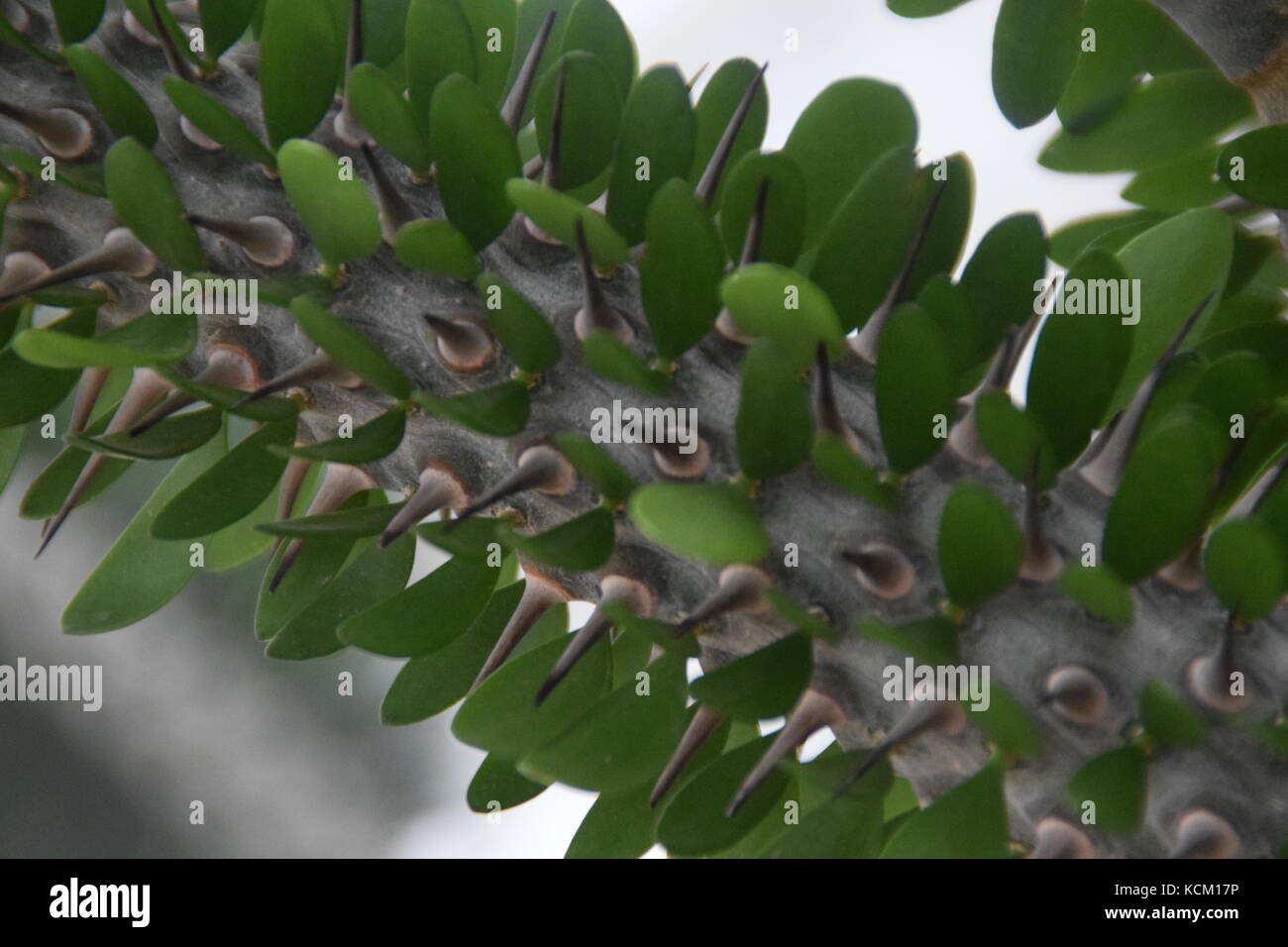 cactus subtropical -Green and little leaves - Little spikes CLOSE UP ...