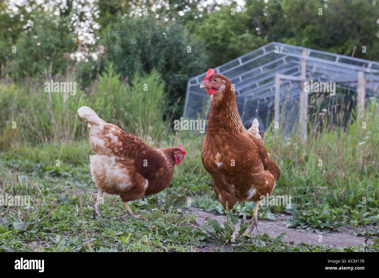 free range chicken wide angle view Stock Photo - Alamy