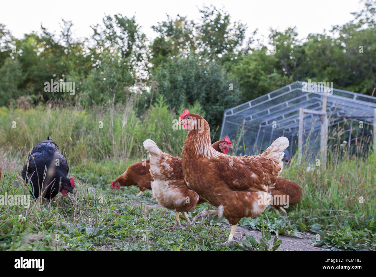 free range chicken wide angle view Stock Photo - Alamy
