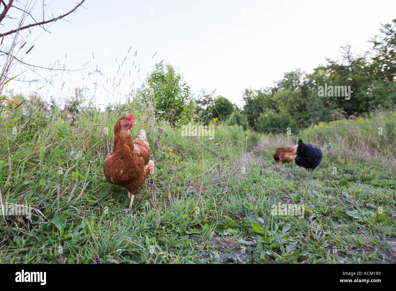 free range chicken wide angle view Stock Photo - Alamy