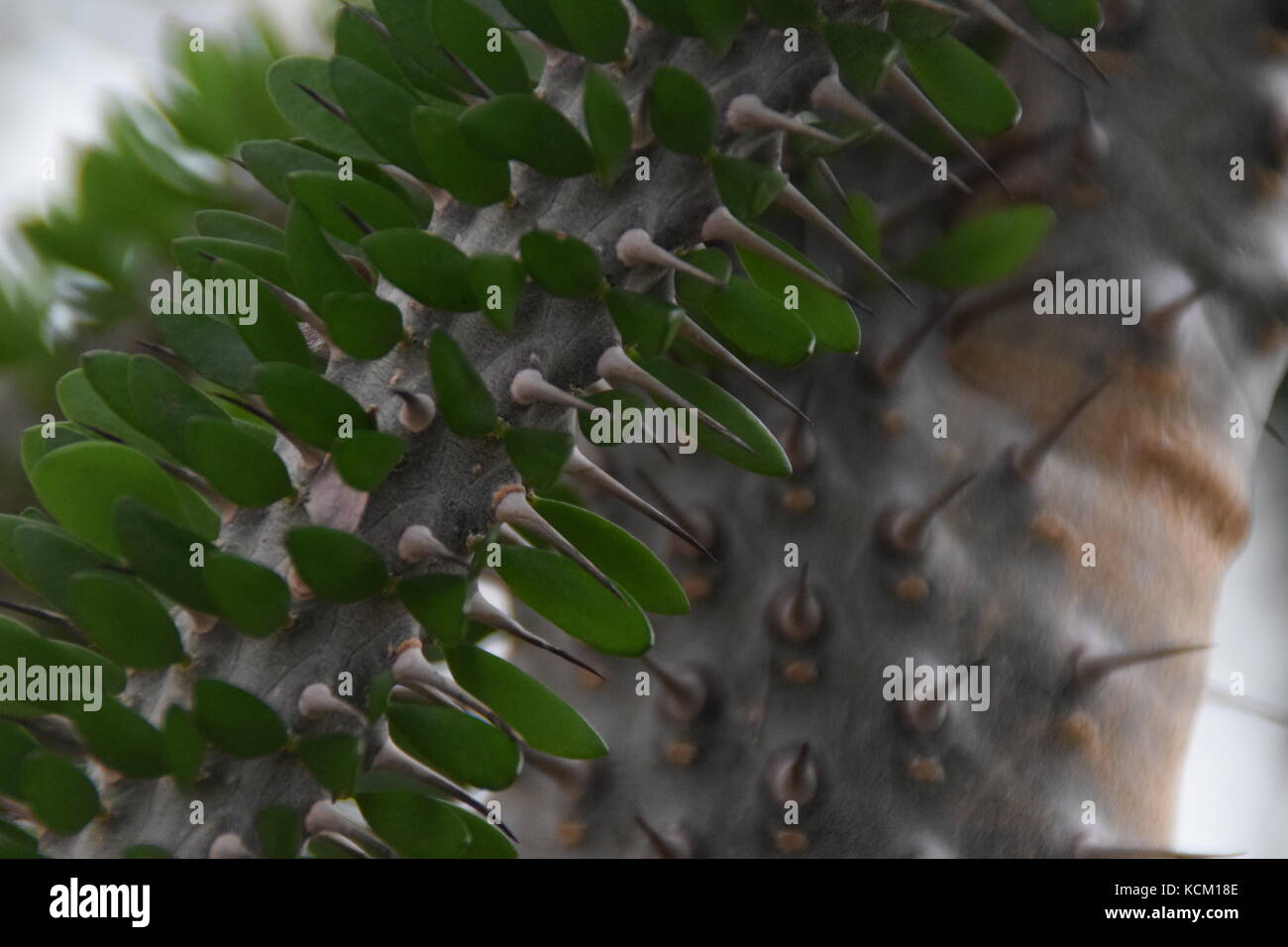 cactus subtropical -Green and little leaves - Little spikes CLOSE UP ...