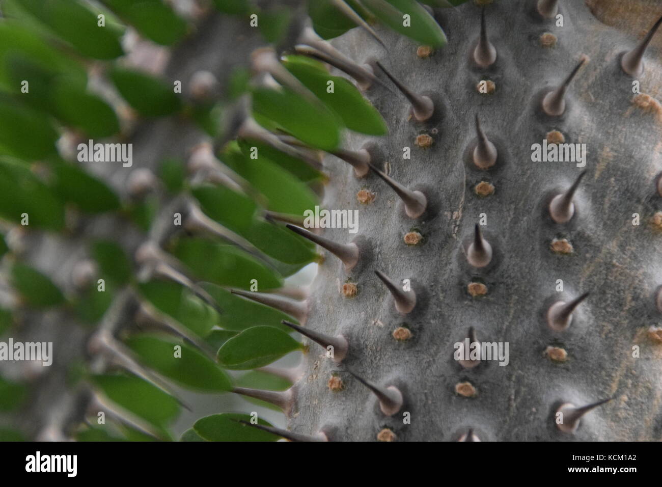 cactus subtropical -Green and little leaves - Little spikes CLOSE UP ...