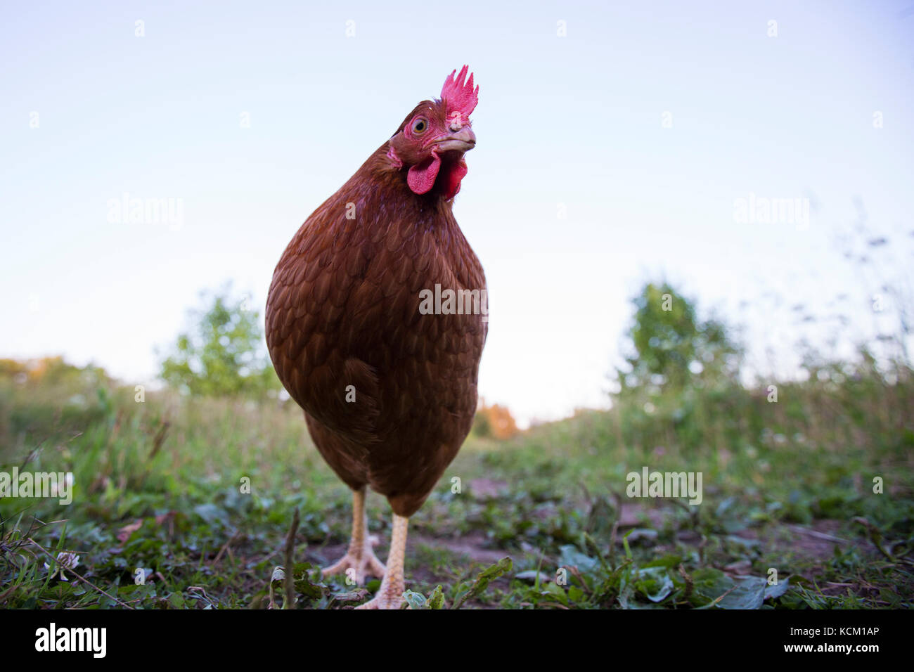 free range chicken wide angle view Stock Photo - Alamy