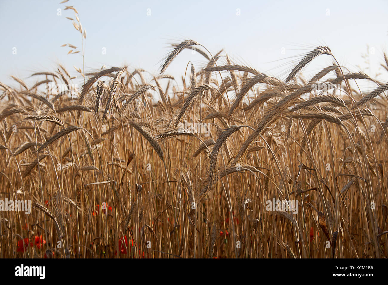 Malta farmer hi-res stock photography and images - Alamy