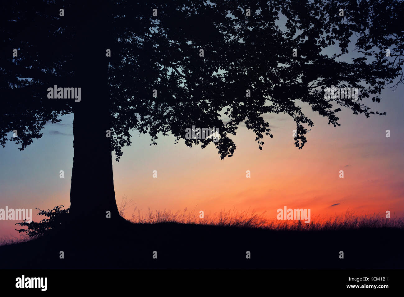 Silhouette of tree in bright sunset light Stock Photo - Alamy