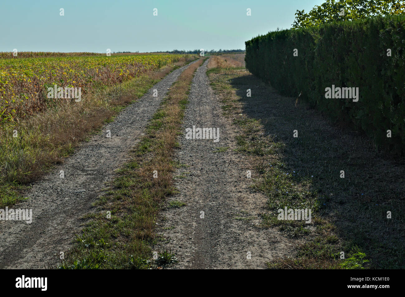 Rural dirt side road in the middle of agricultural fields Stock Photo ...