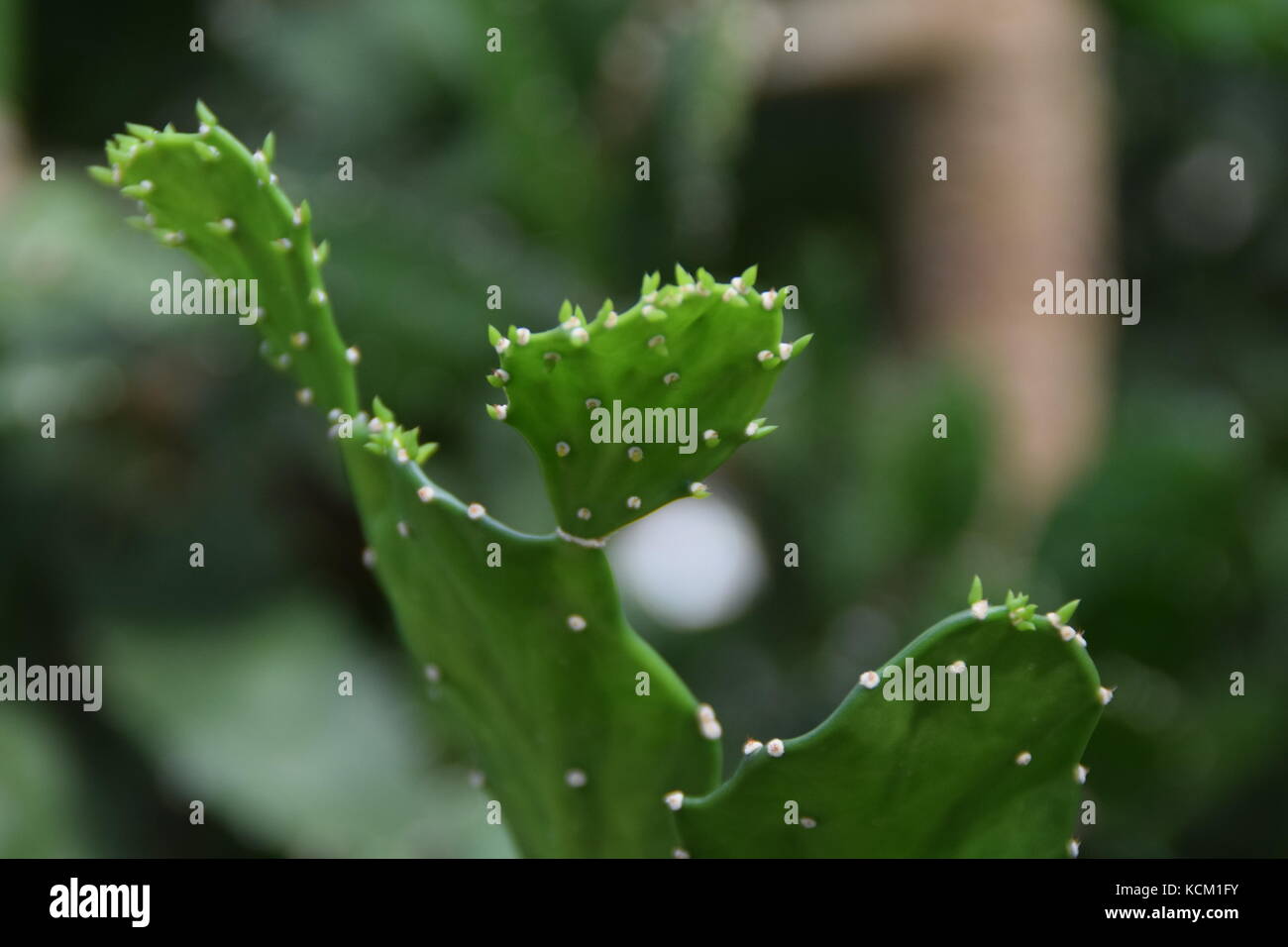 cactus subtropical -Green and little leaves - Little spikes CLOSE UP ...