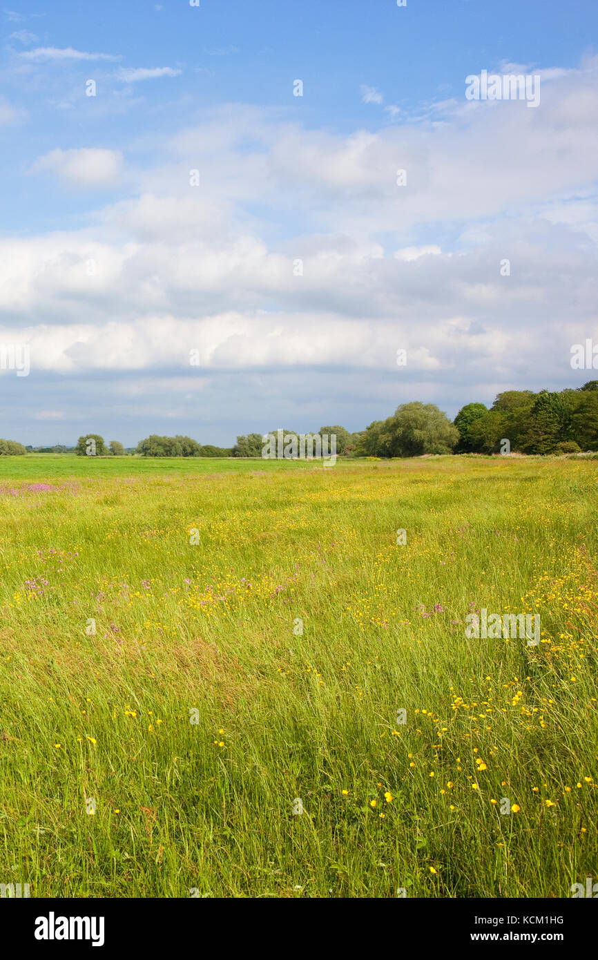 a green water meadow with wildflowers and woodland under a blue summer ...