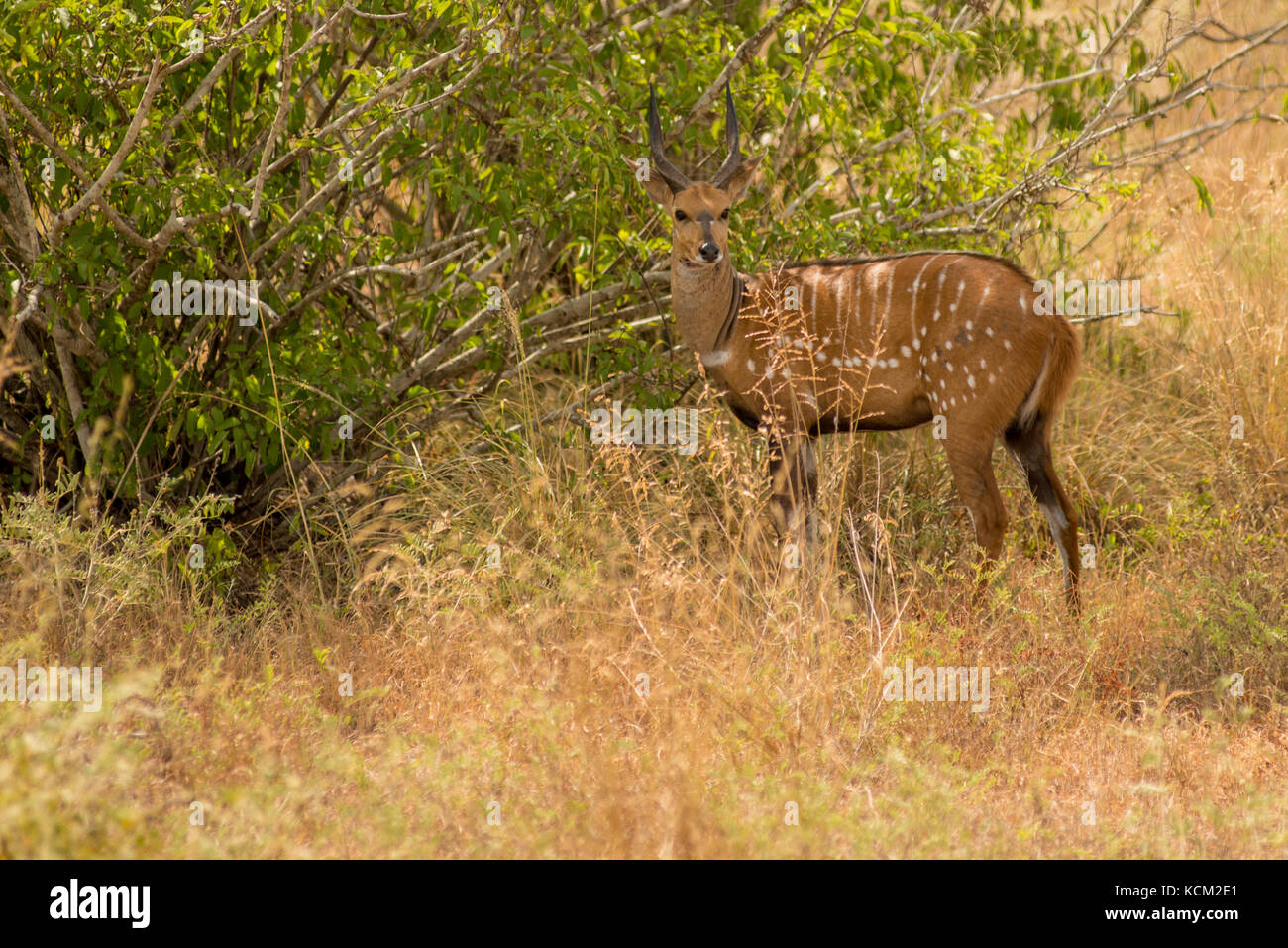 Wild animal shapes hi-res stock photography and images - Alamy