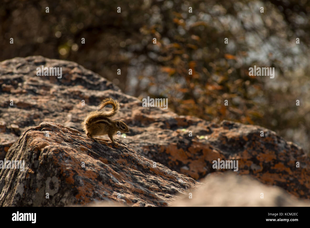 Angola animal hi-res stock photography and images - Alamy