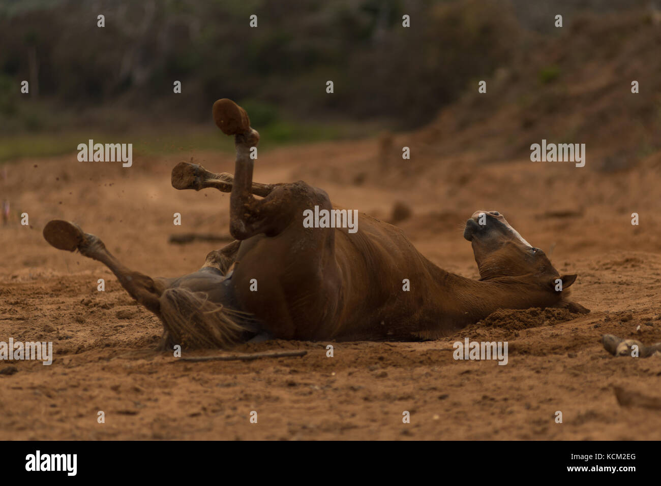 Angola animal hi-res stock photography and images - Alamy