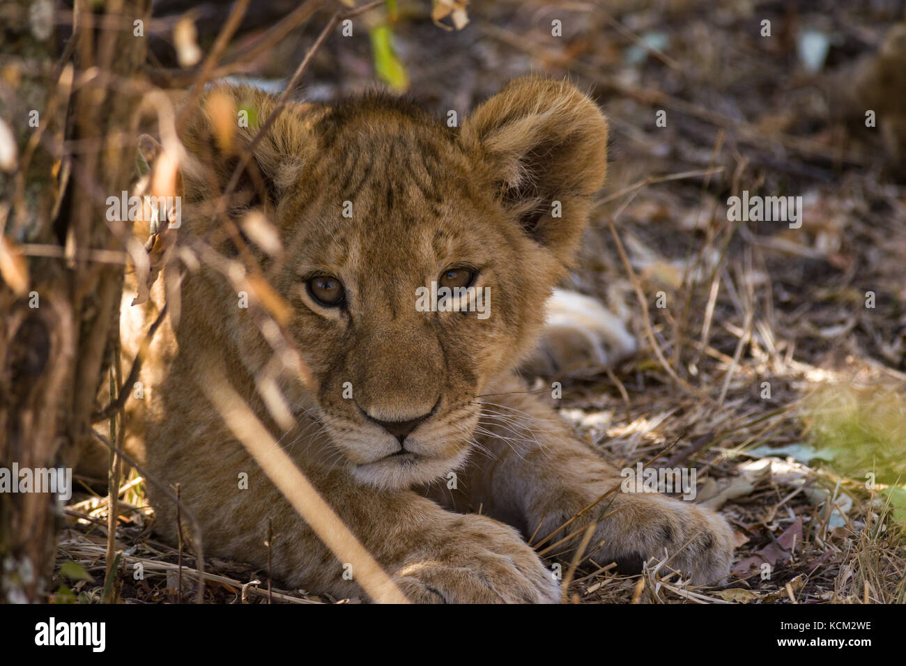 Lion (panthera leo) cub resting in bush, Masai Mara National Game Park ...