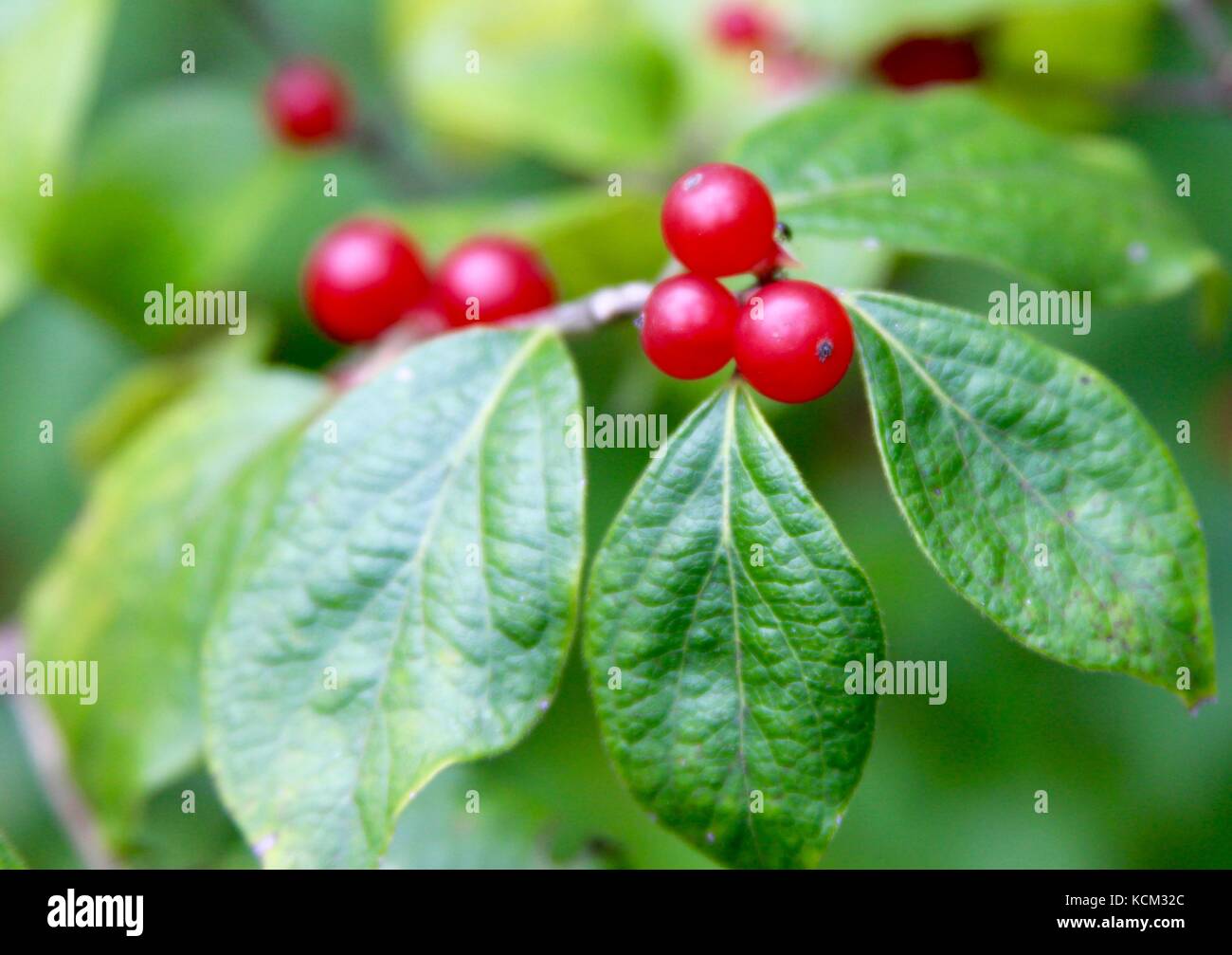The beautiful landscapes and the beauty of nature in the parks in ...