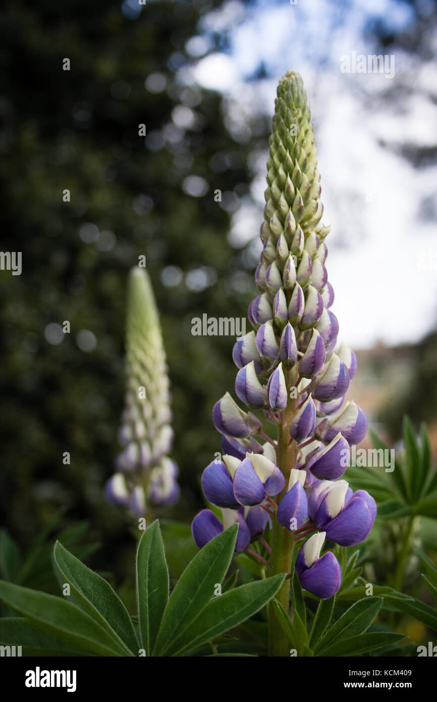 daisy growing in a garden Stock Photo - Alamy