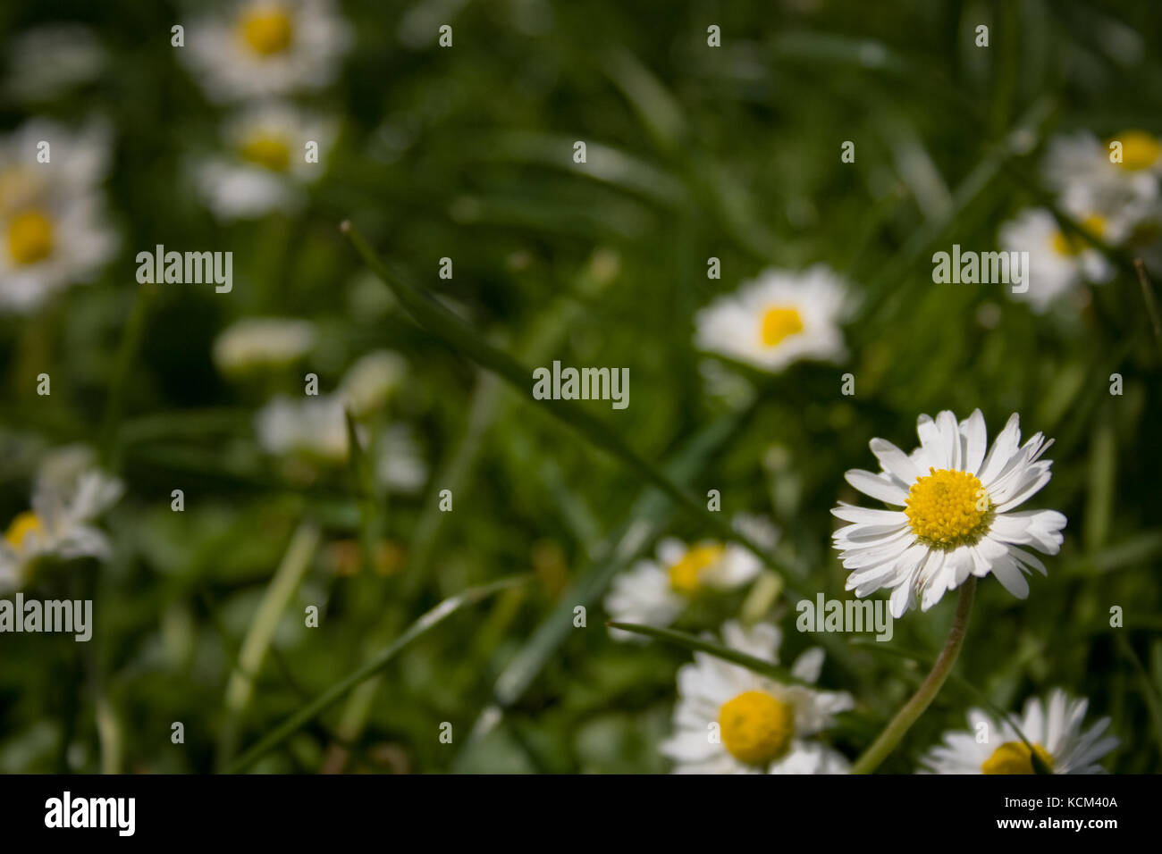 daisy growing in a garden Stock Photo - Alamy