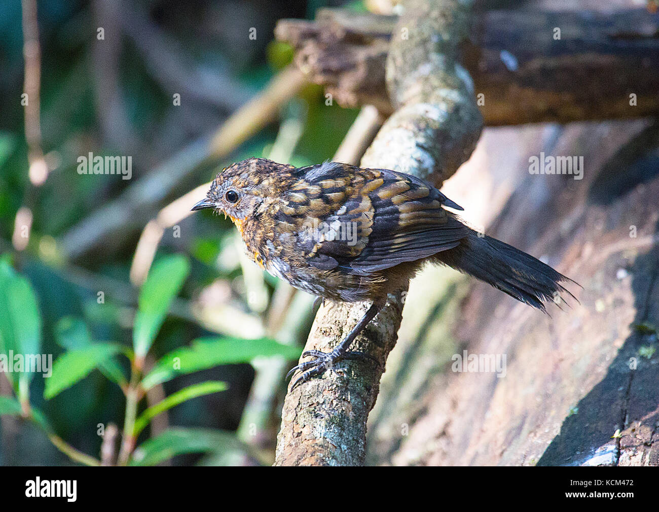 Chowchilla hi-res stock photography and images - Alamy