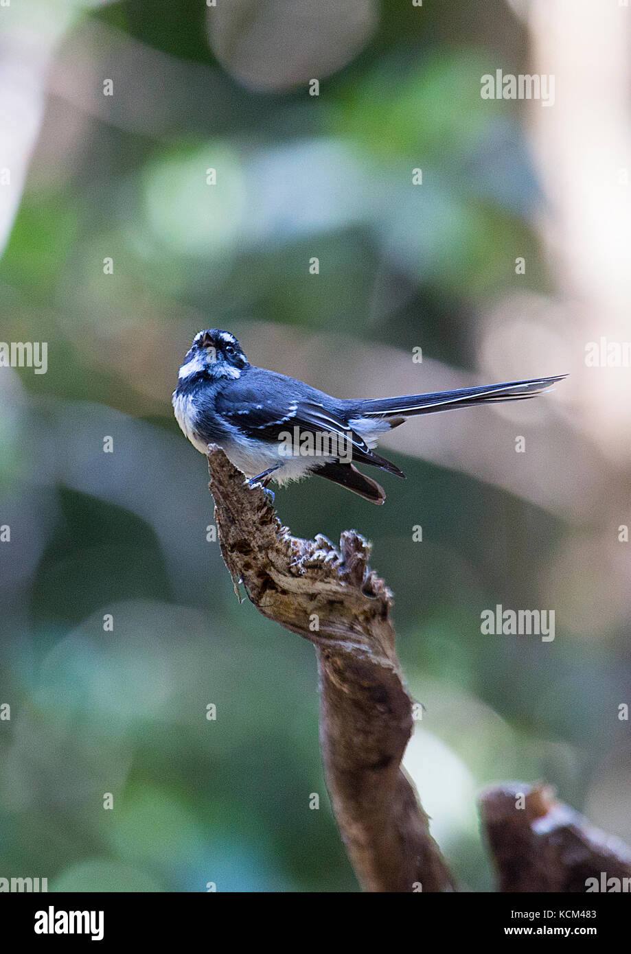 Grey Fantail, Lamington National Park, Australia Stock Photo - Alamy