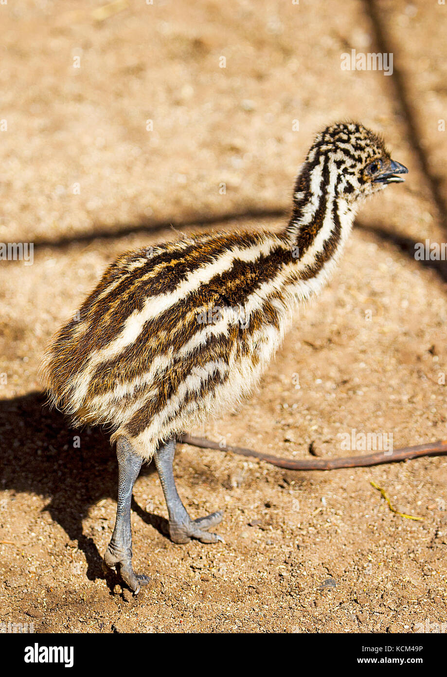 Baby emu hi-res stock photography and images - Alamy