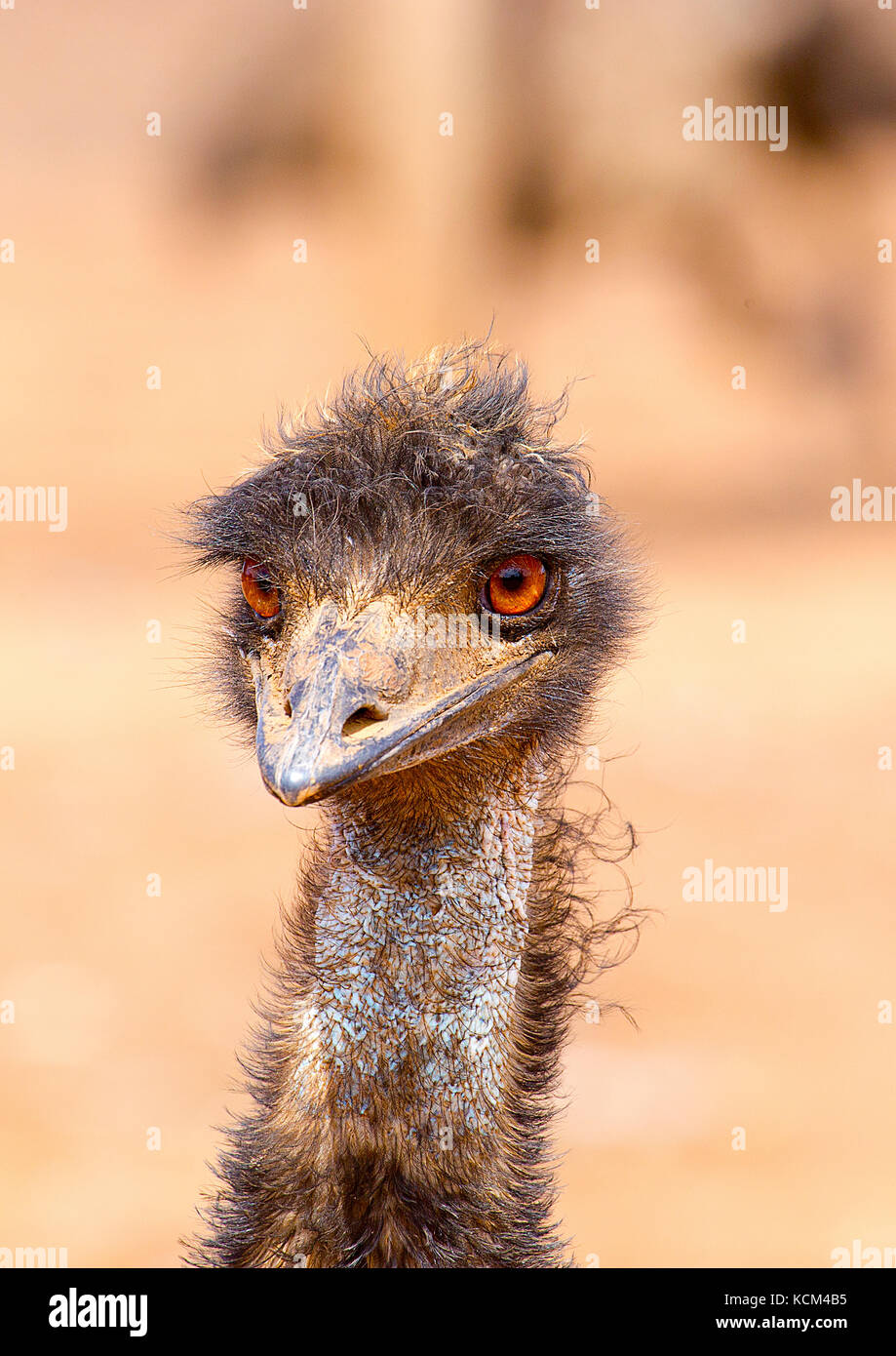 Emu eyes hi-res stock photography and images - Alamy