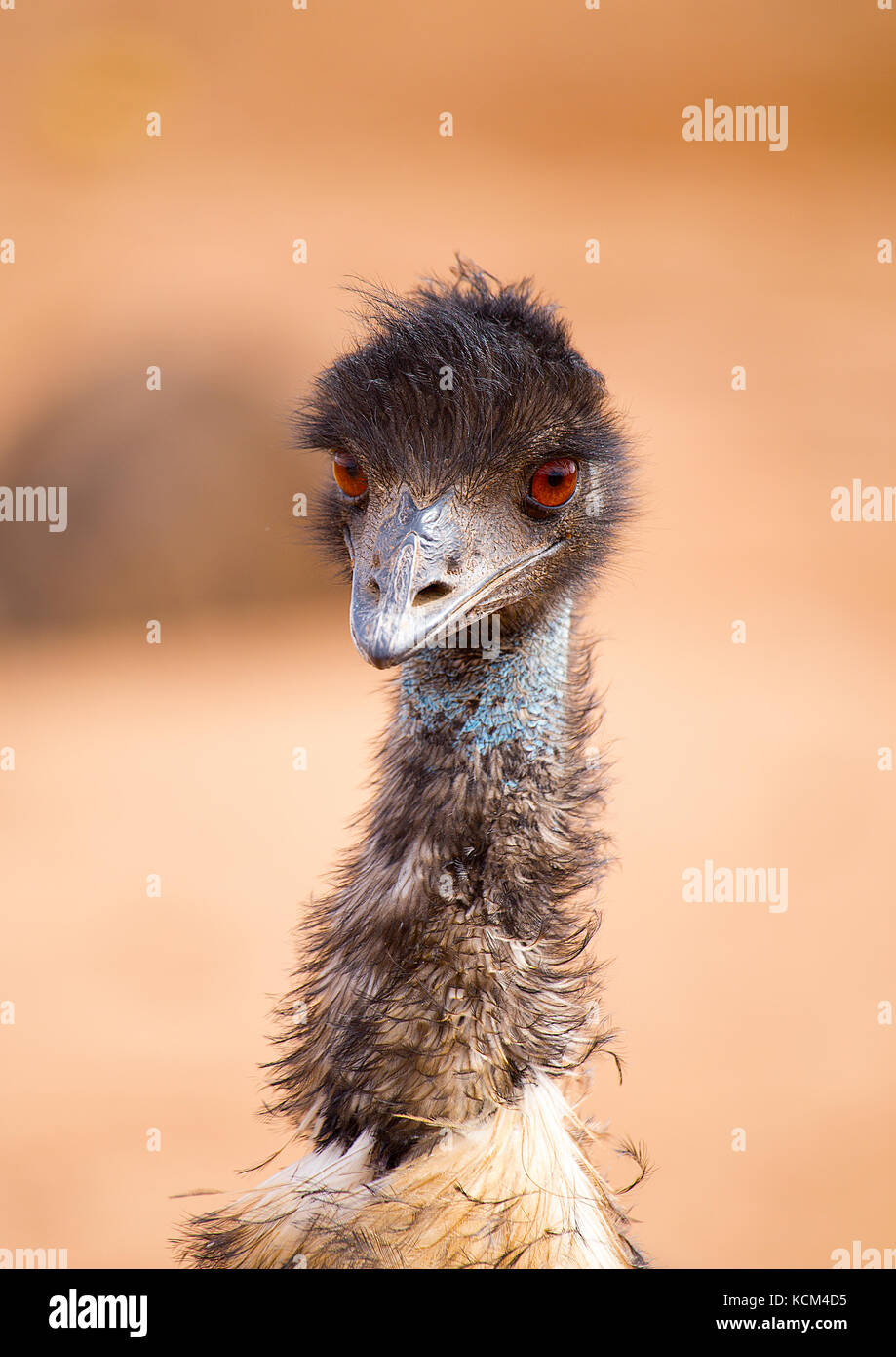 Emu eyes hi-res stock photography and images - Alamy