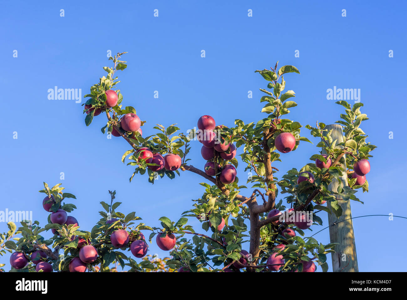 Apple tree, Okanagan Region, British Columbia, Canada Stock Photo - Alamy